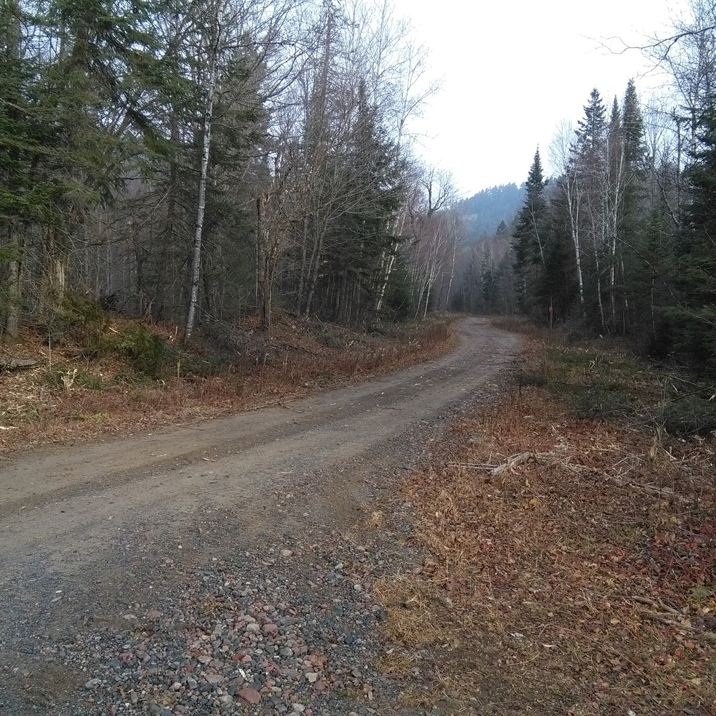 Zeppa Dave Logging Ltd - Sault Ste Marie, ON | Northern Ontario Local